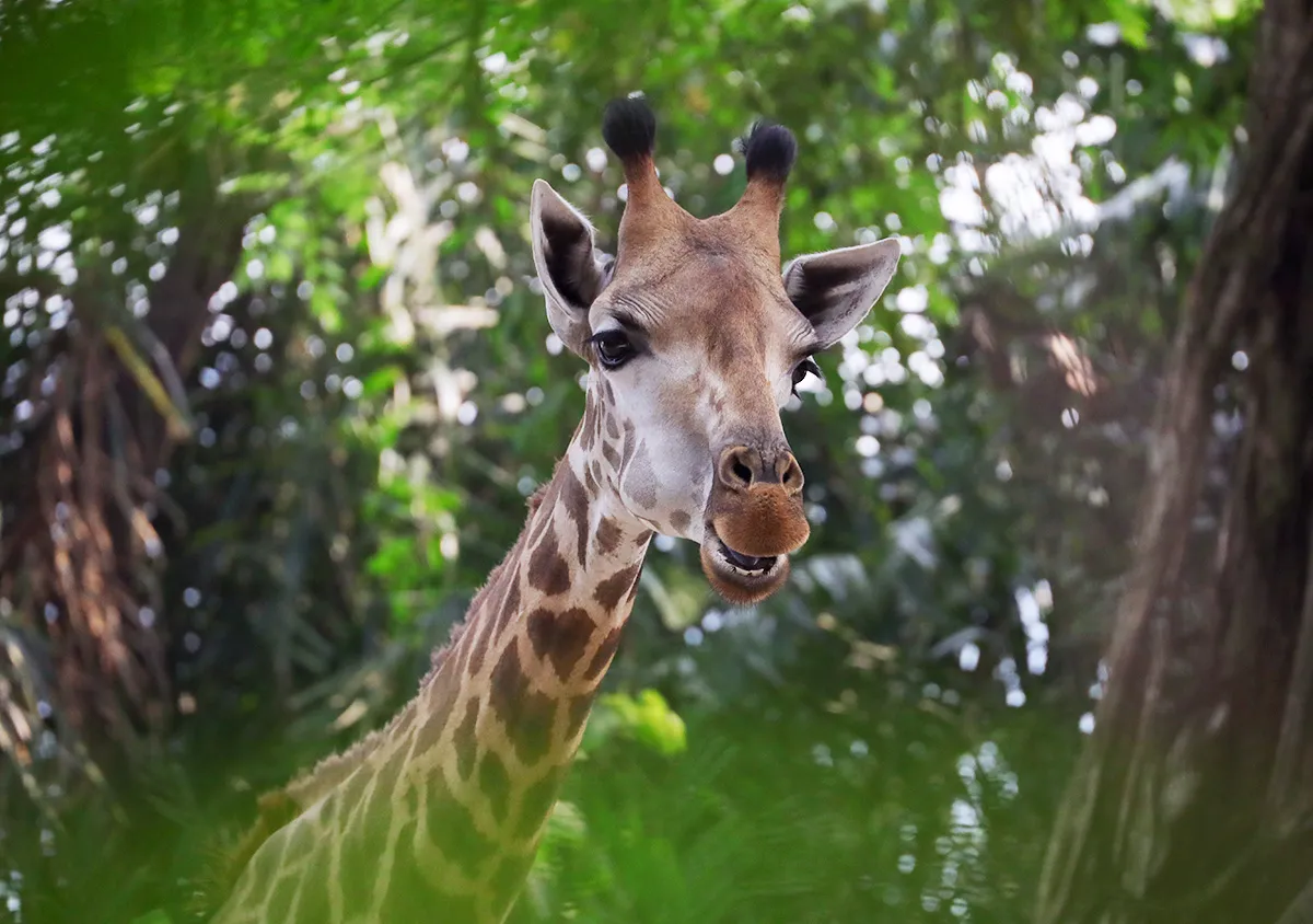 Take a Walk on the Wild Side with EOS R